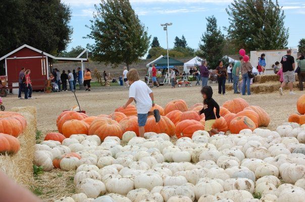 My West Sacramento Photo of the Day: Dave's Pumpkin Patch